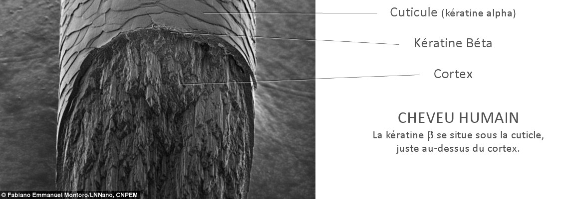 Cheveux | Tous ses aspects | Comment en prendre soin